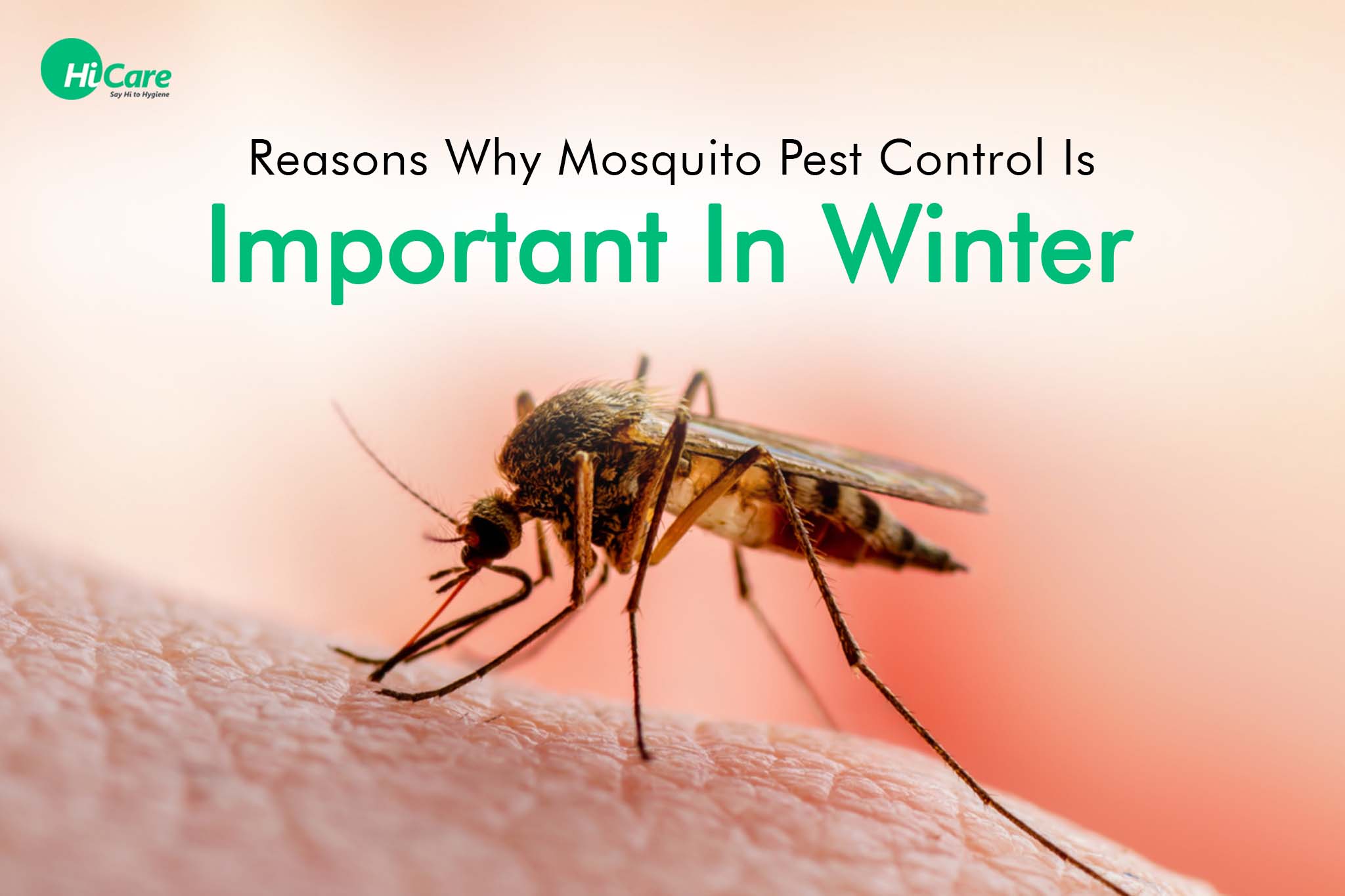 UK Winter Travel Destinations Where Mosquitoes Still Exist – CAMO