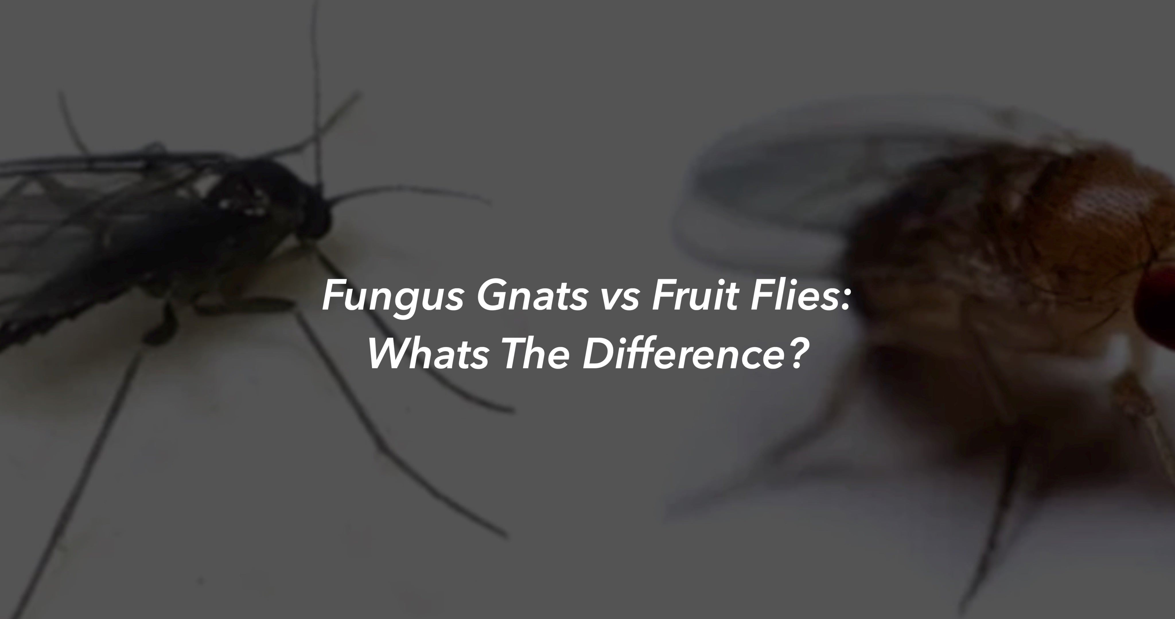 Fungus Gnats vs Fruit Flies: Whats The Difference? – CAMO