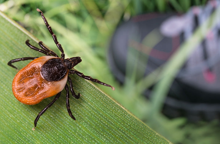 The Ultimate Guide to Protecting Kids From Ticks – CAMO